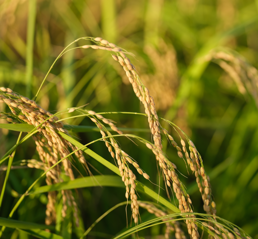 What is sake SMV? – WESAKE